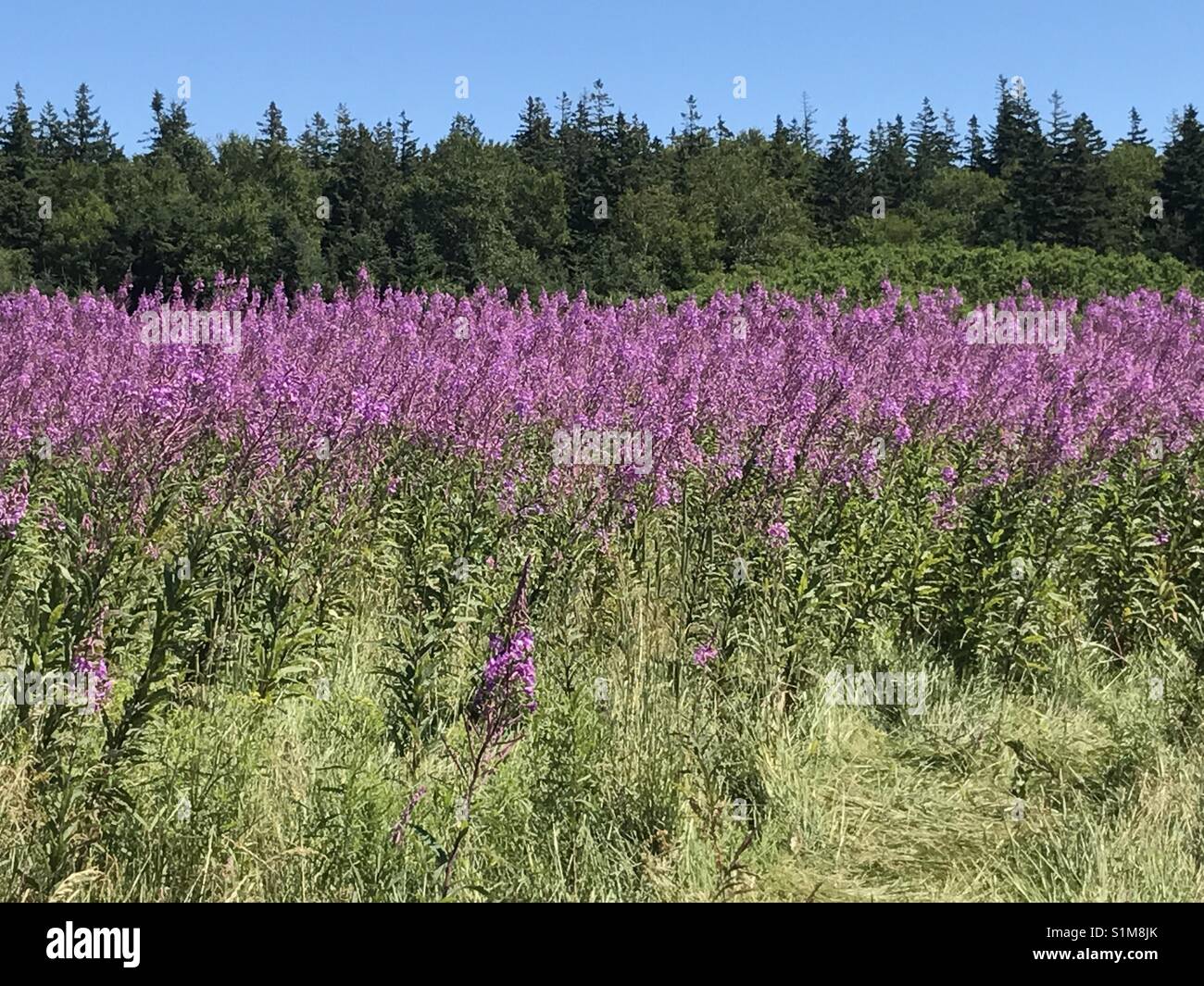 Lupin field hi-res stock photography and images - Alamy
