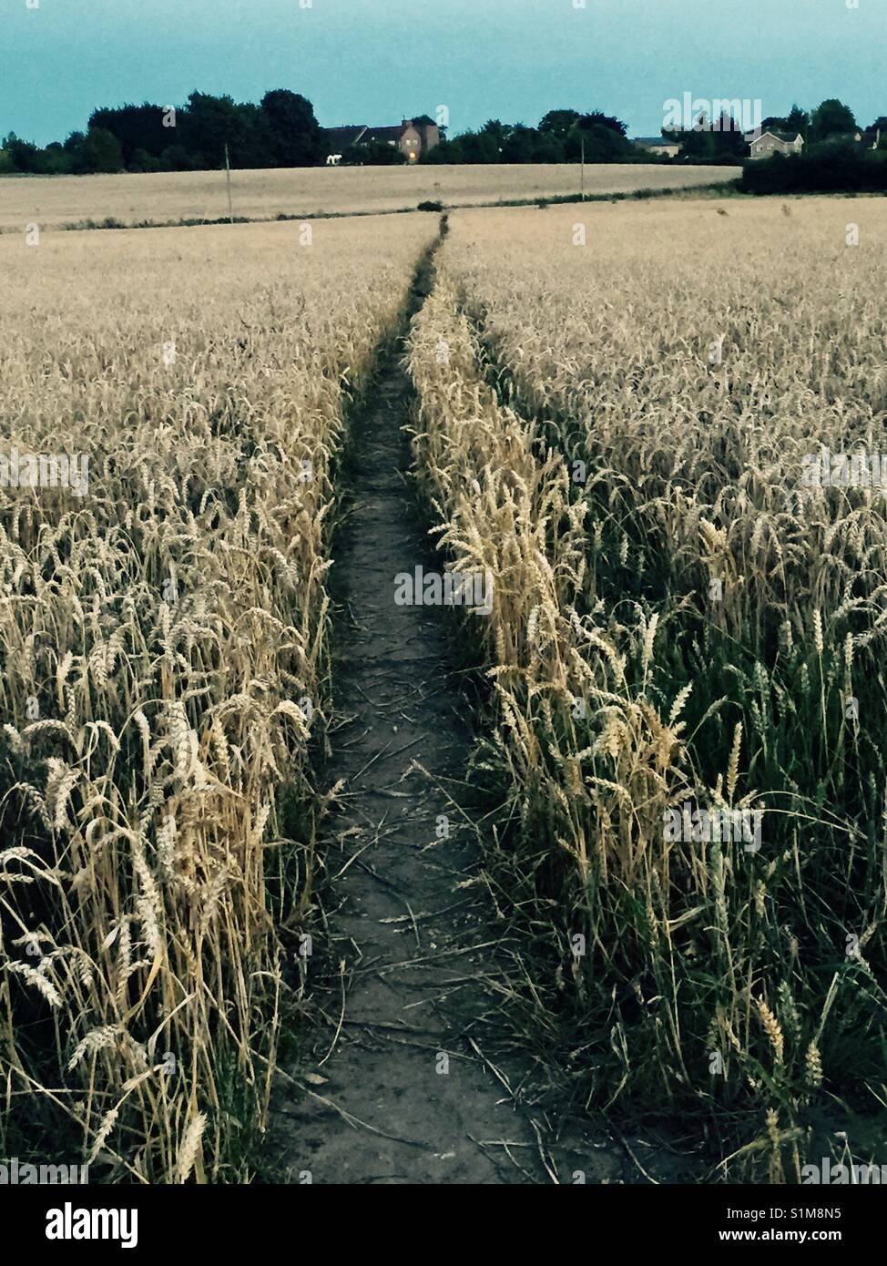 Running through field wheat hi-res stock photography and images - Alamy