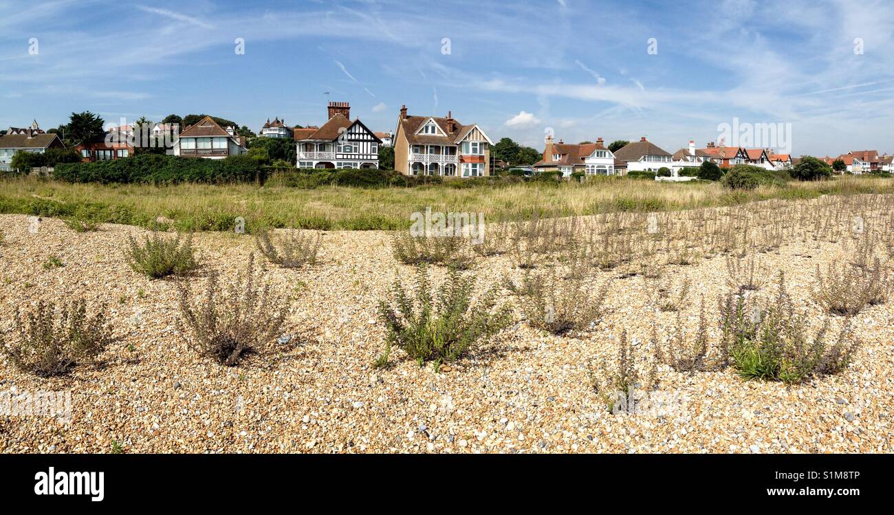 Shingle beach plants hi-res stock photography and images - Alamy