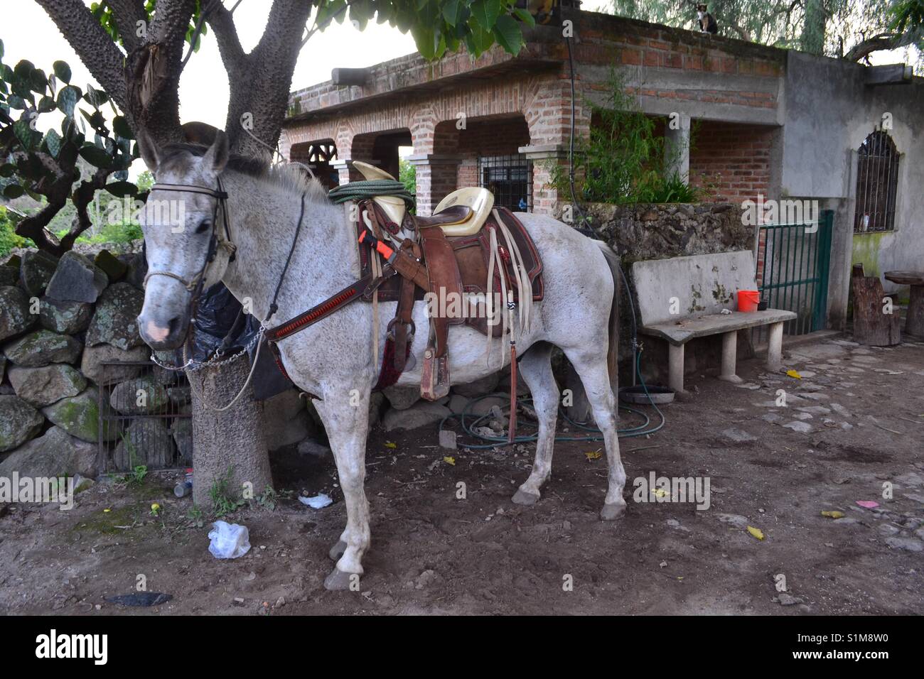 Ranch in mexico hi-res stock photography and images - Alamy