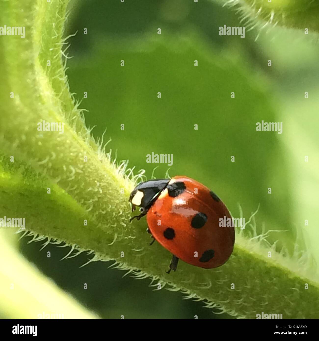 Ladybug On A Sunflower High Resolution Stock Photography and Images - Alamy