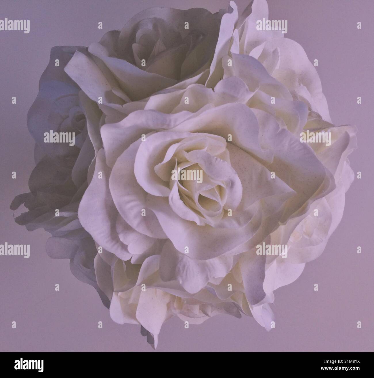 Texture of roses hi-res stock photography and images - Alamy