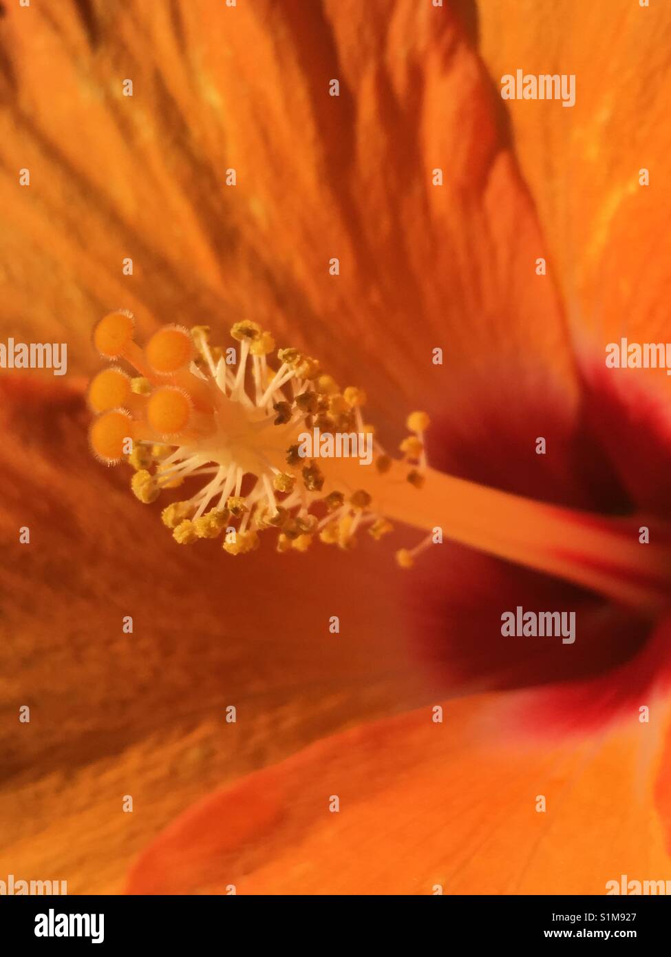 Orange hibiscus stem Stock Photo - Alamy