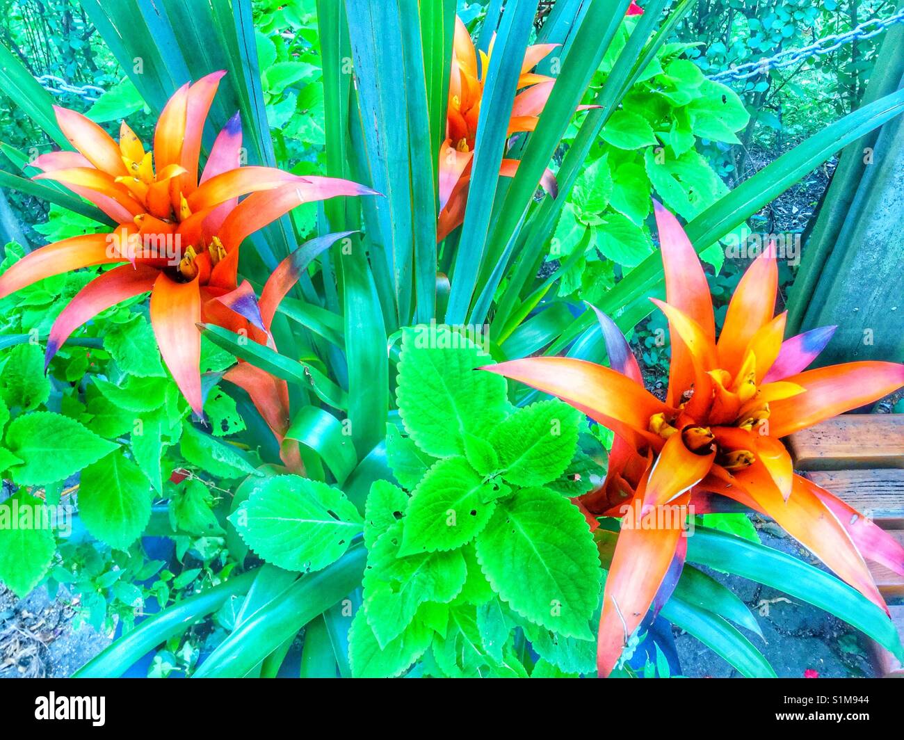 Lush garden colours Stock Photo - Alamy