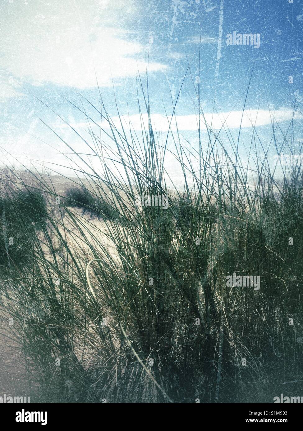 Patch sand hi-res stock photography and images - Alamy