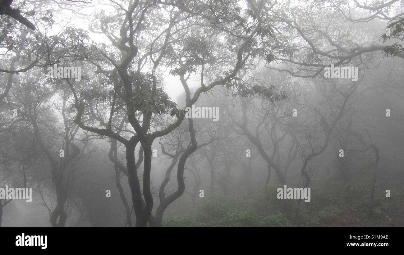 Mist and forest hi-res stock photography and images - Alamy