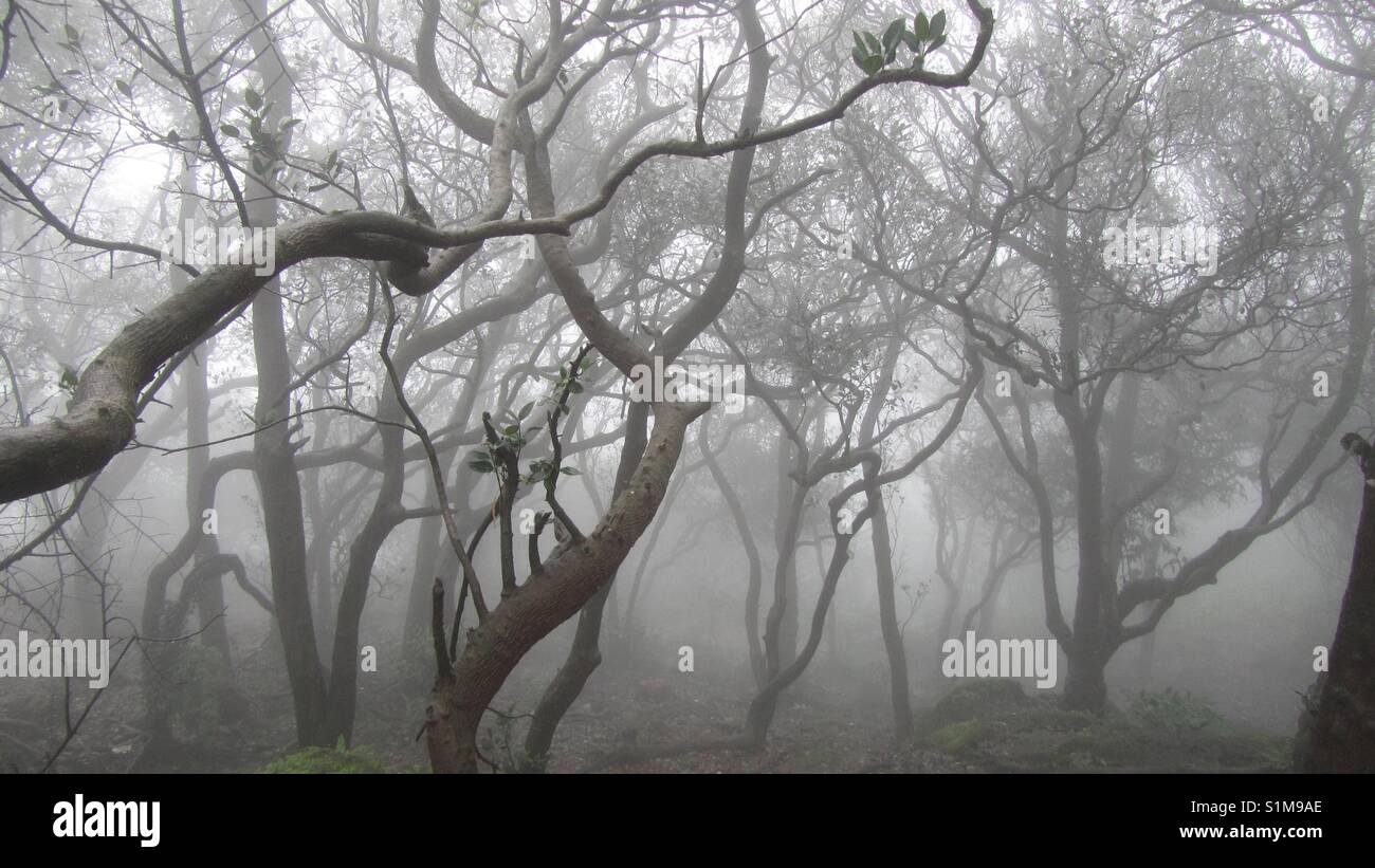 Mist and forest hi-res stock photography and images - Alamy