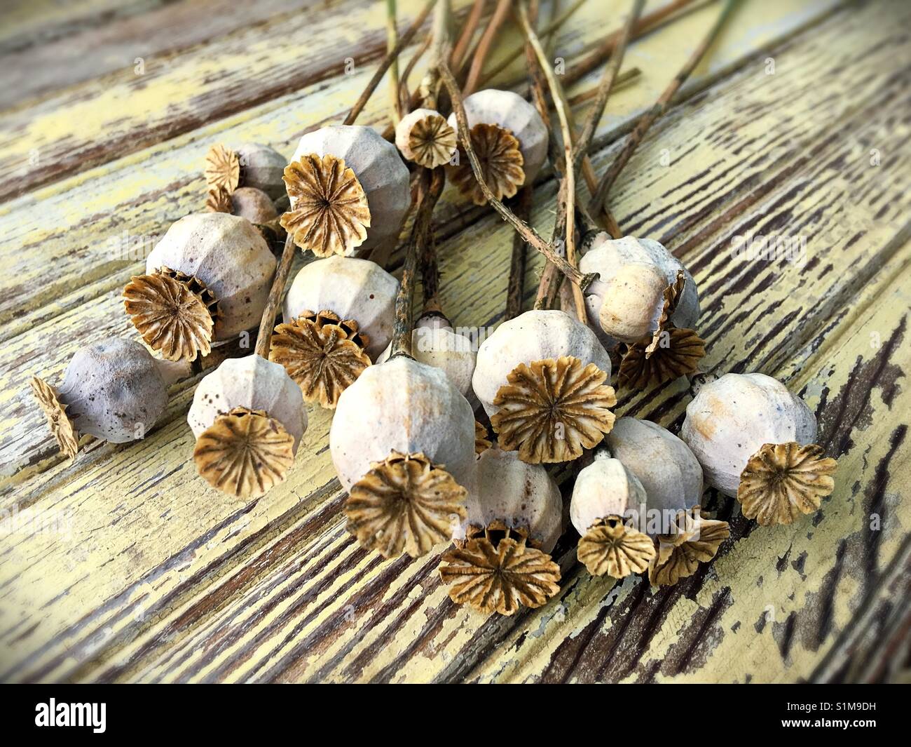 Poppies Dried High Resolution Stock Photography and Images - Alamy
