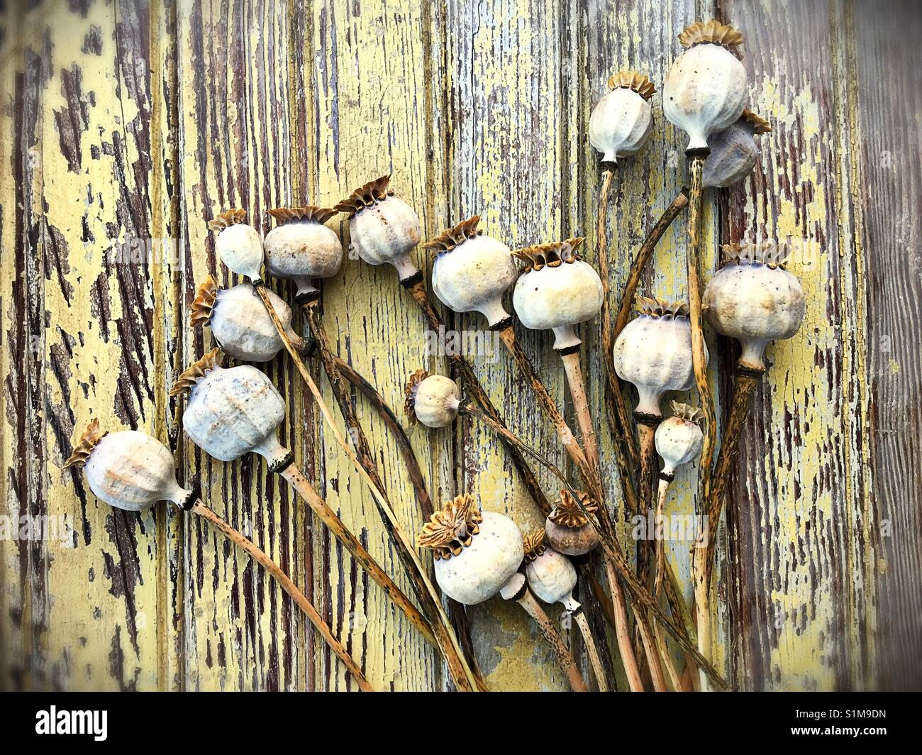 Poppies Dried High Resolution Stock Photography and Images - Alamy