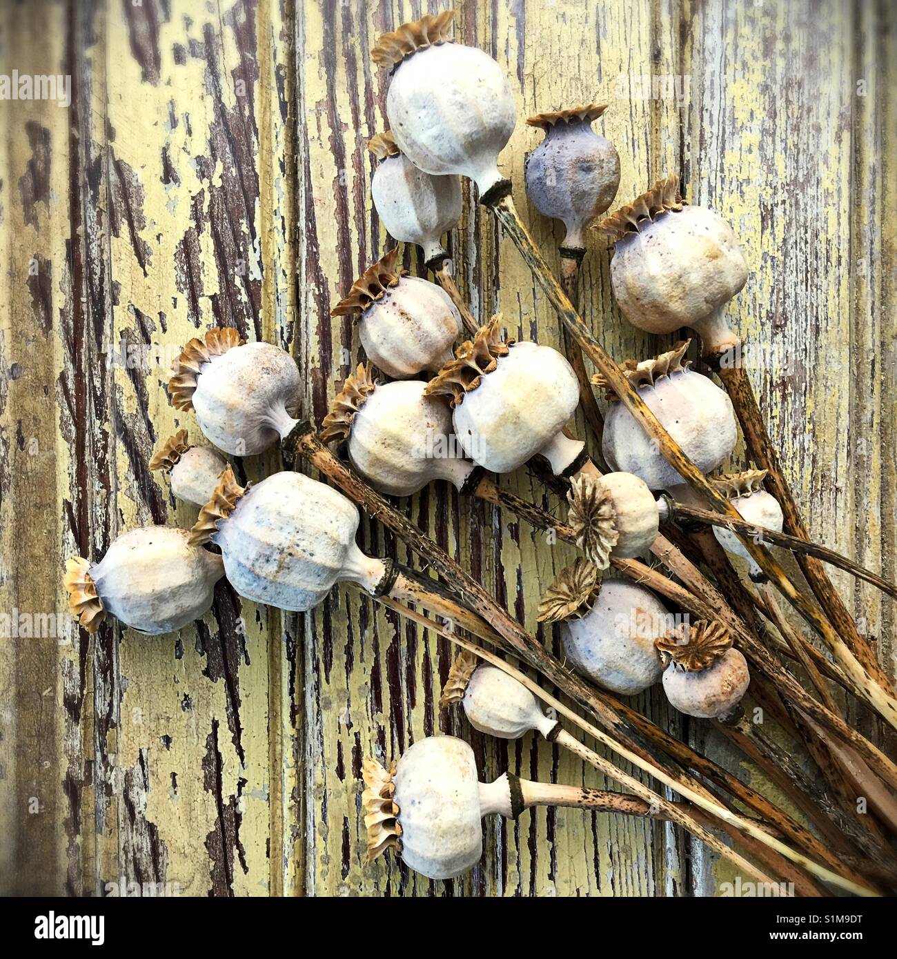 Poppies Dried High Resolution Stock Photography and Images - Alamy