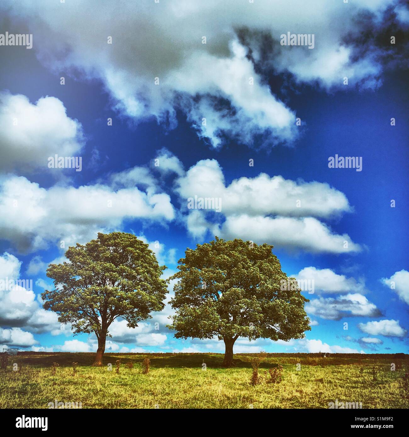 Two trees hi-res stock photography and images - Alamy