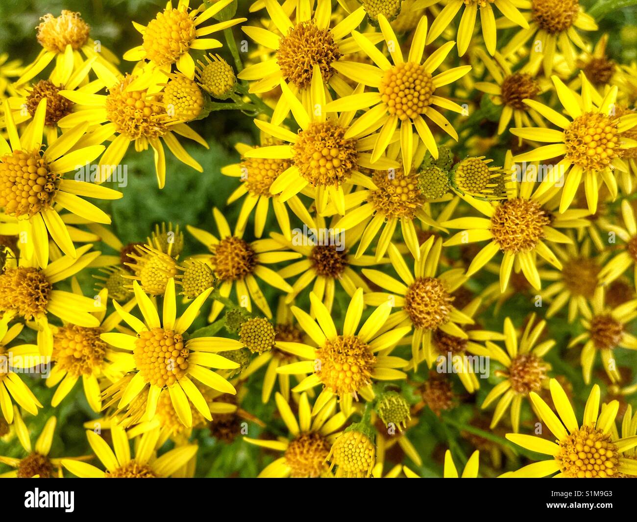 Yellow Ragwort High Resolution Stock Photography and Images - Alamy