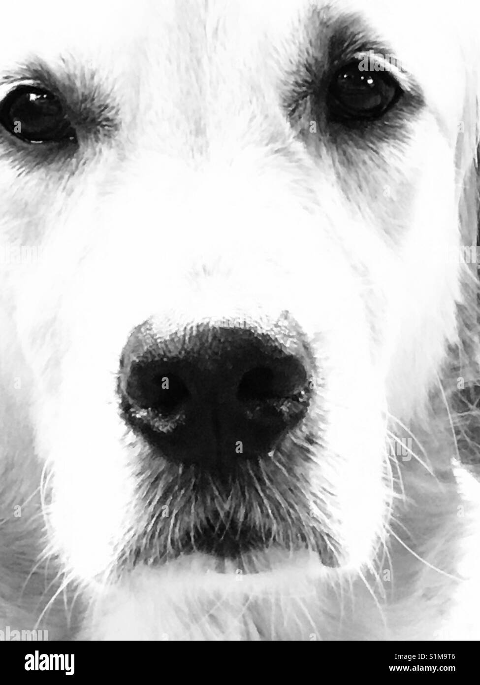 Black and white golden retriever portrait hi-res stock photography and ...