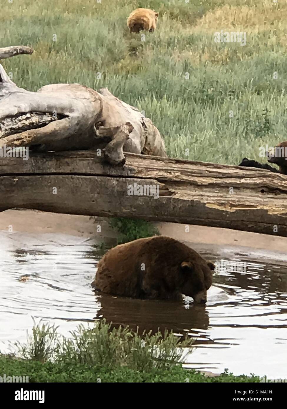Bear drinking water hi-res stock photography and images - Alamy