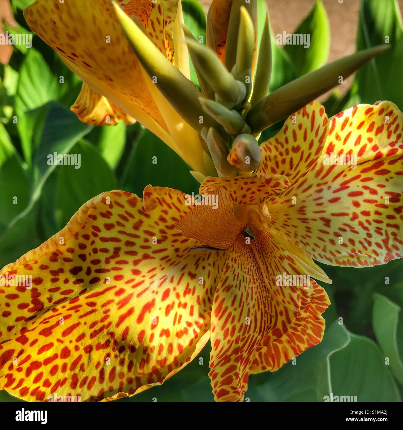 Canna plant hi-res stock photography and images - Alamy