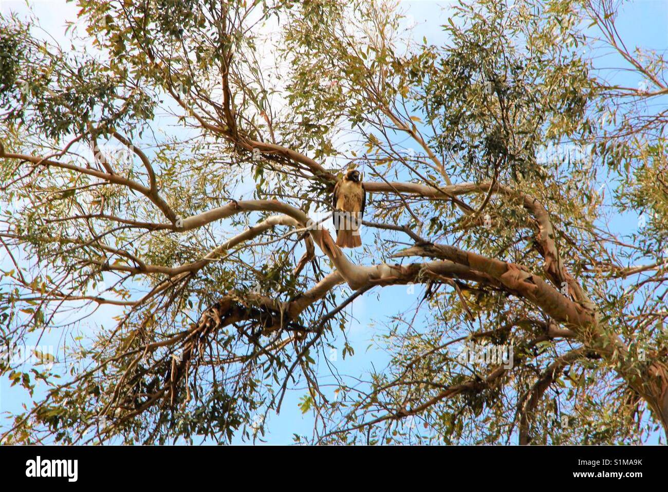 Hawk house hi-res stock photography and images - Alamy