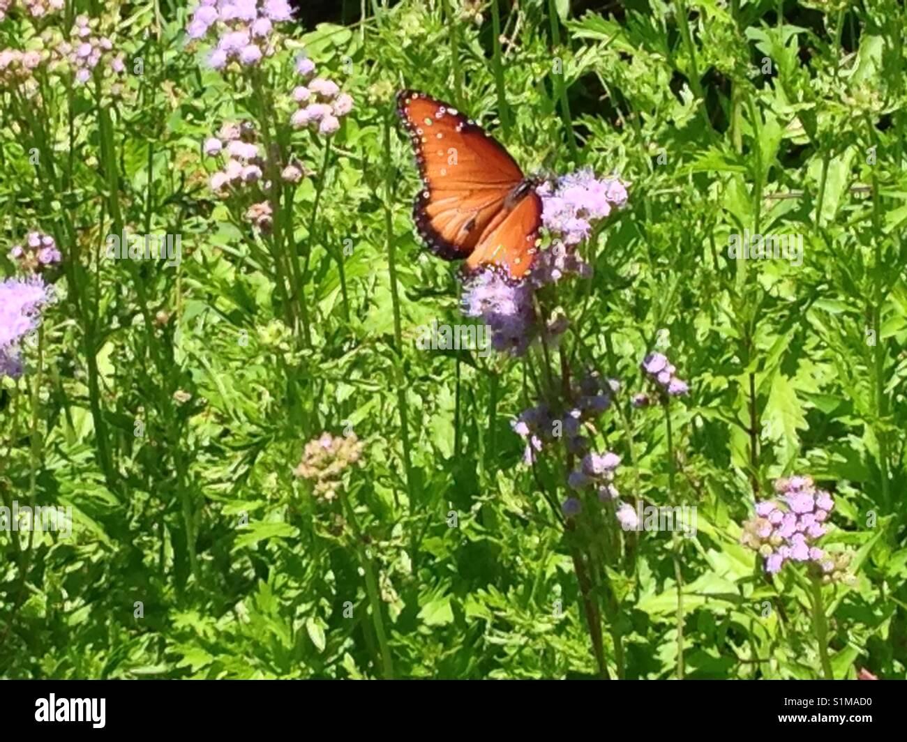 Texas State Butterfly - Monarch Stock Photo - Alamy