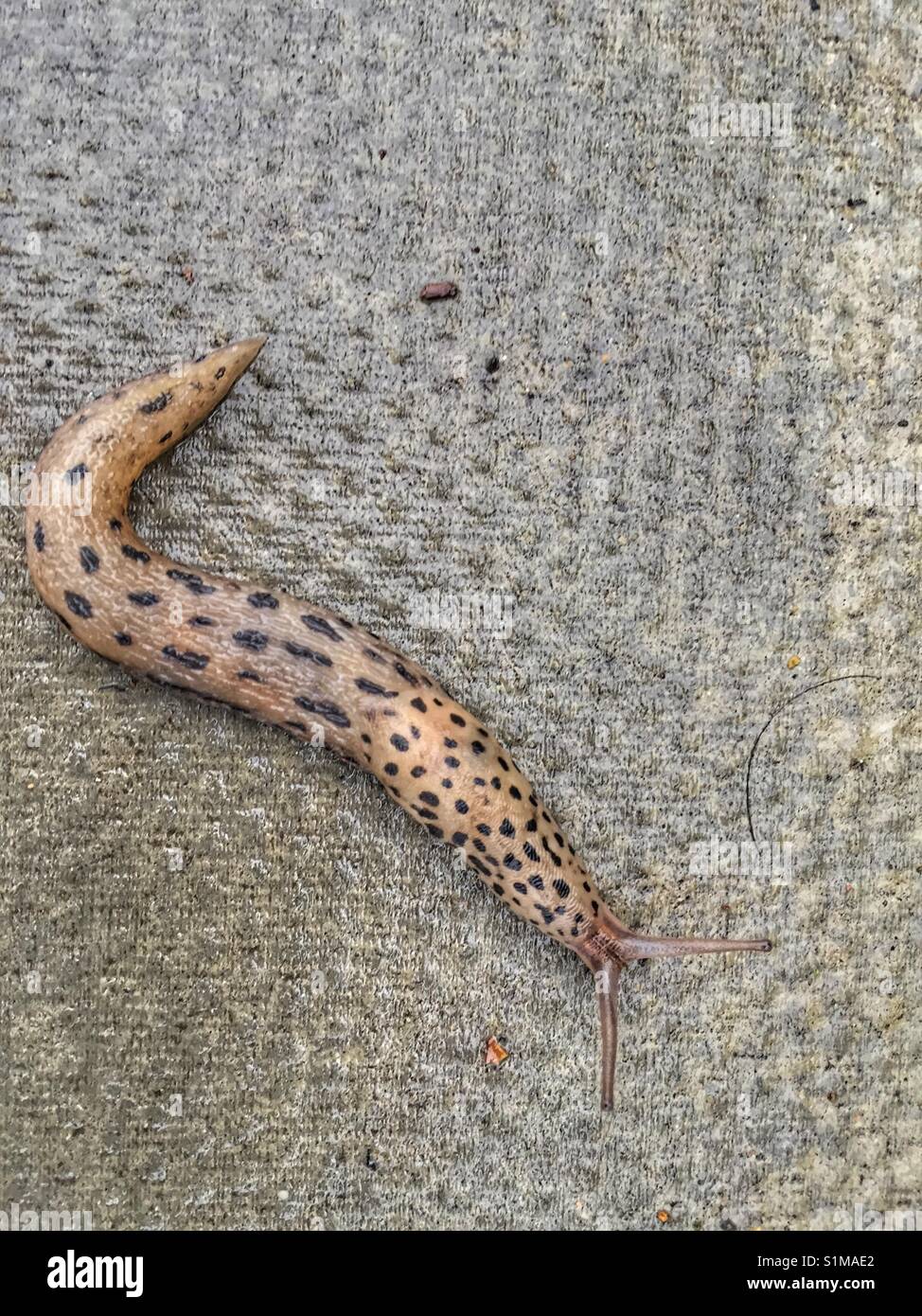 Leopard Slug High Resolution Stock Photography and Images - Alamy