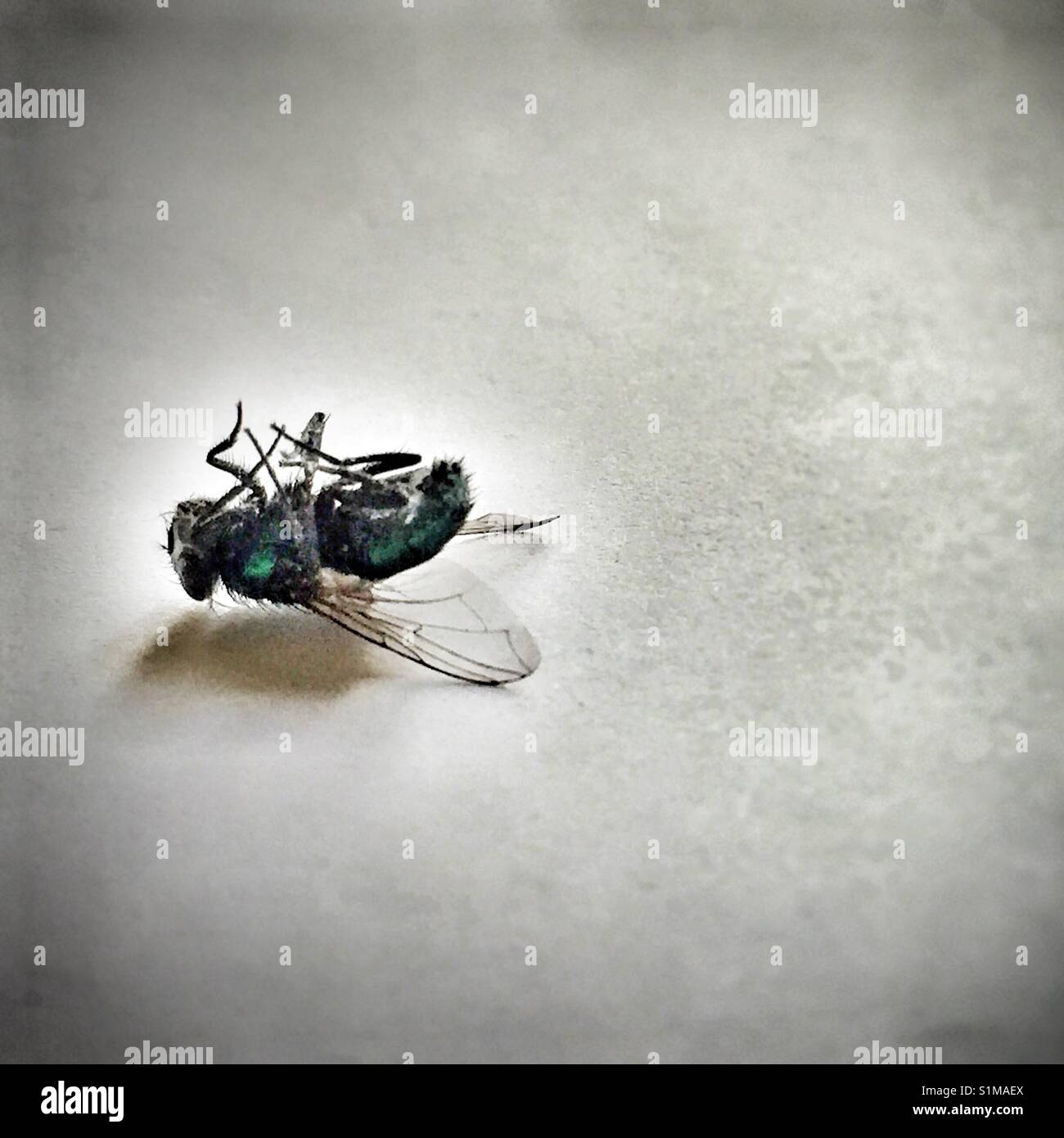 Dead fly hi-res stock photography and images - Alamy