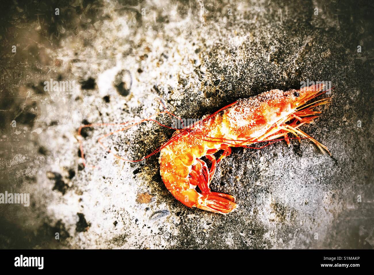 Rock shrimp hi-res stock photography and images - Alamy
