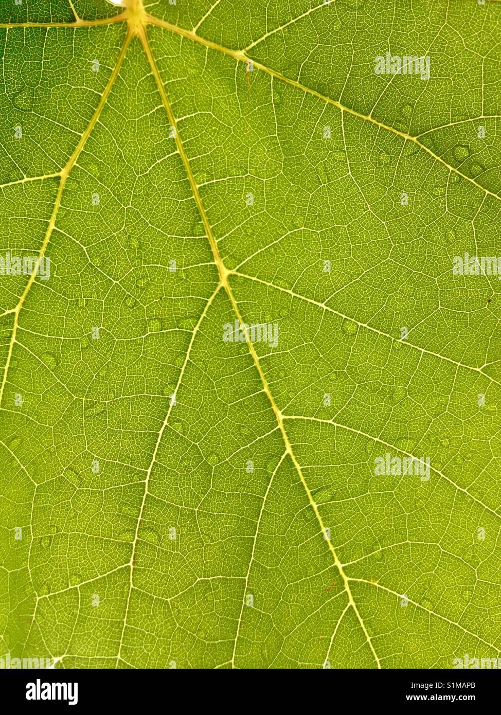 Rain vein hi-res stock photography and images - Alamy
