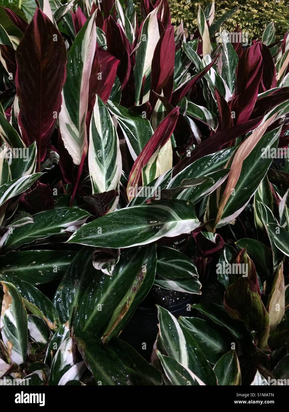 The variegated ginger hi-res stock photography and images - Alamy