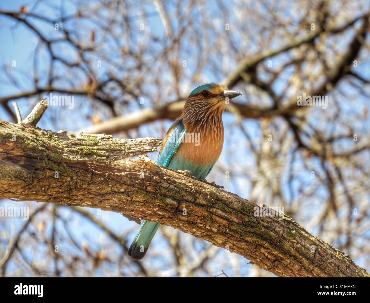 Blue tail bird hi-res stock photography and images - Alamy