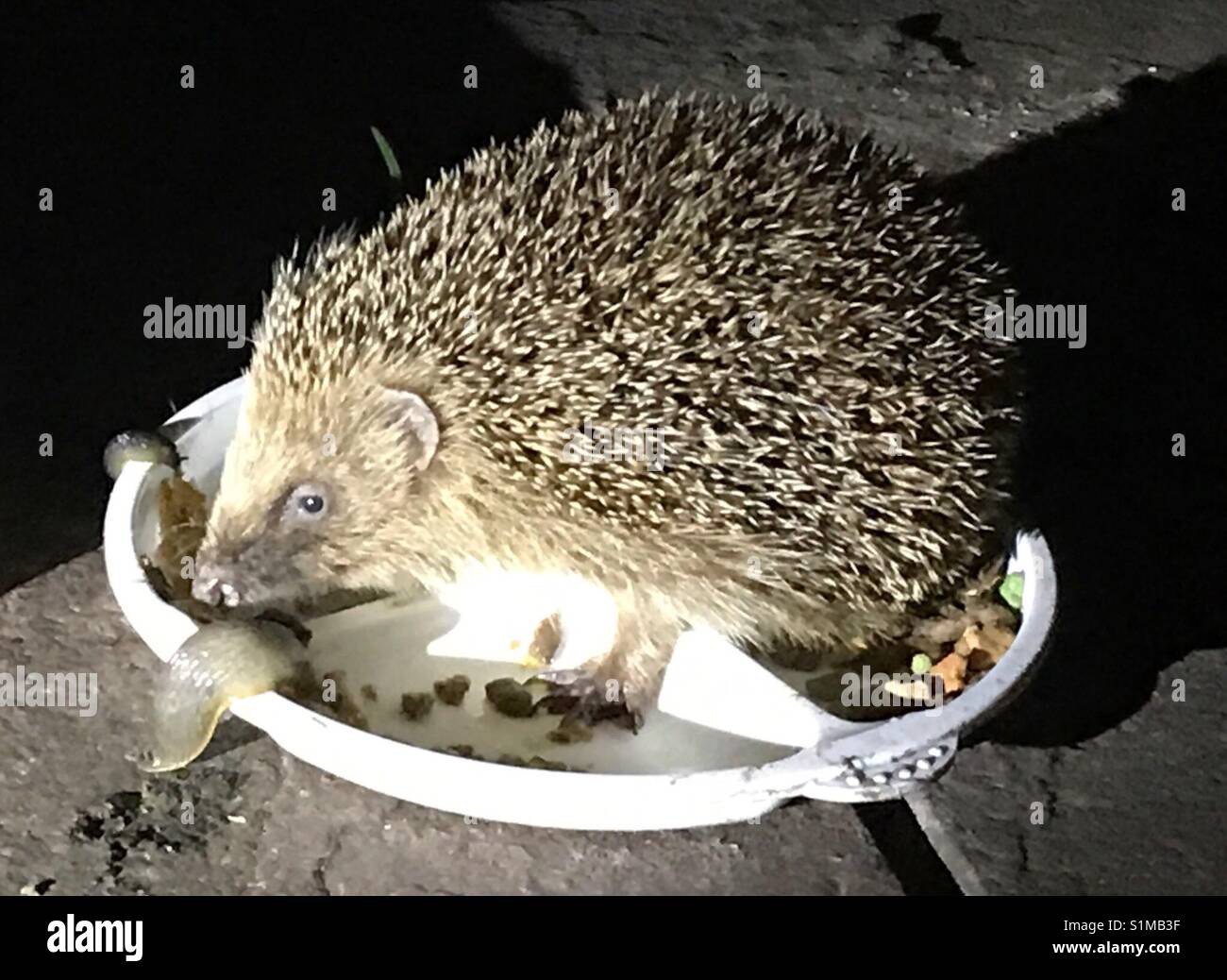 Hedgehog slugs hi-res stock photography and images - Alamy