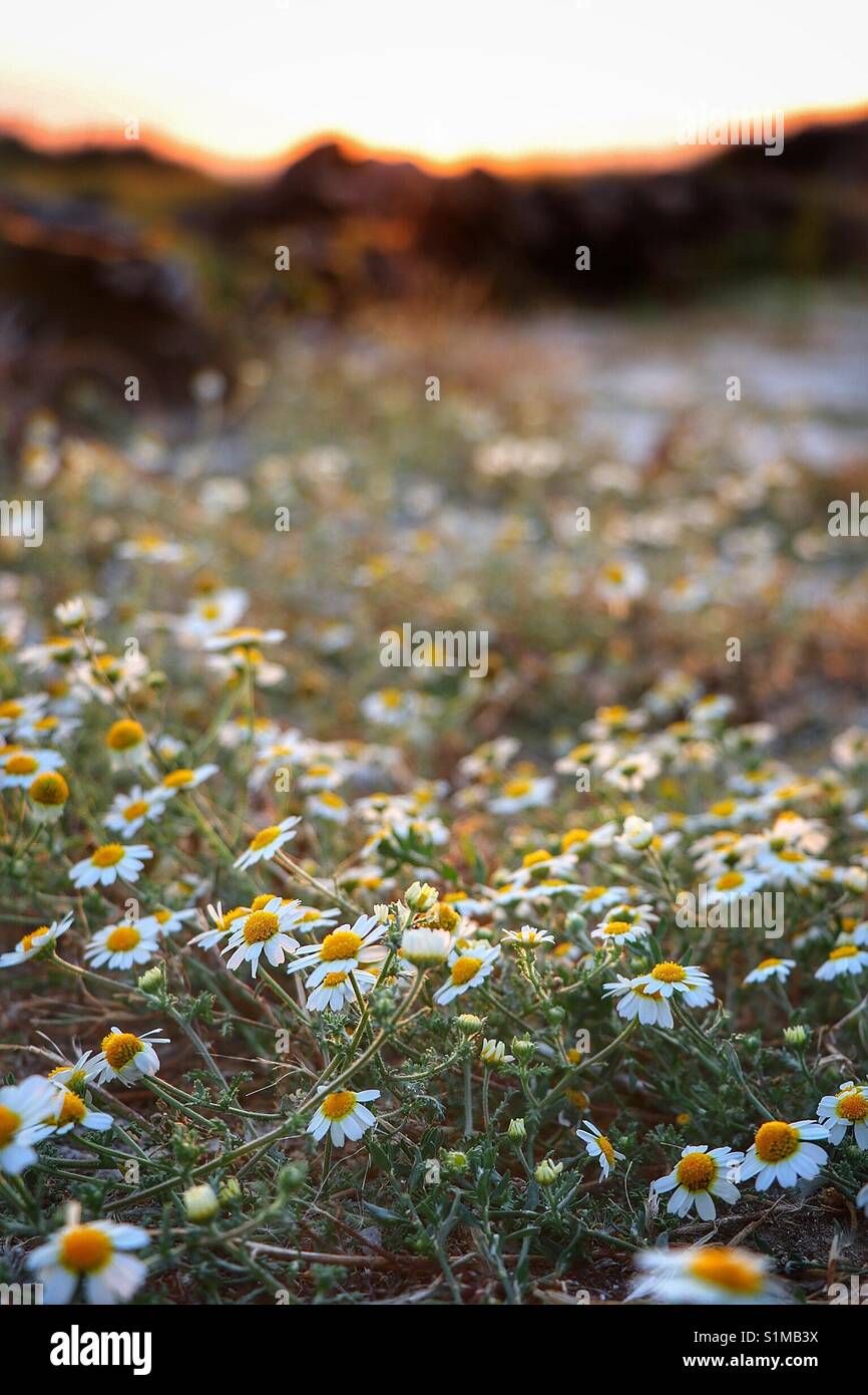 Daisies in a sunset background Stock Photo - Alamy