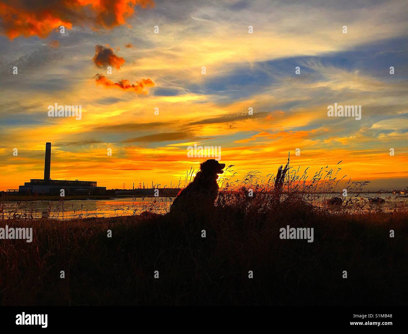 Sunrise with dog hi-res stock photography and images - Alamy
