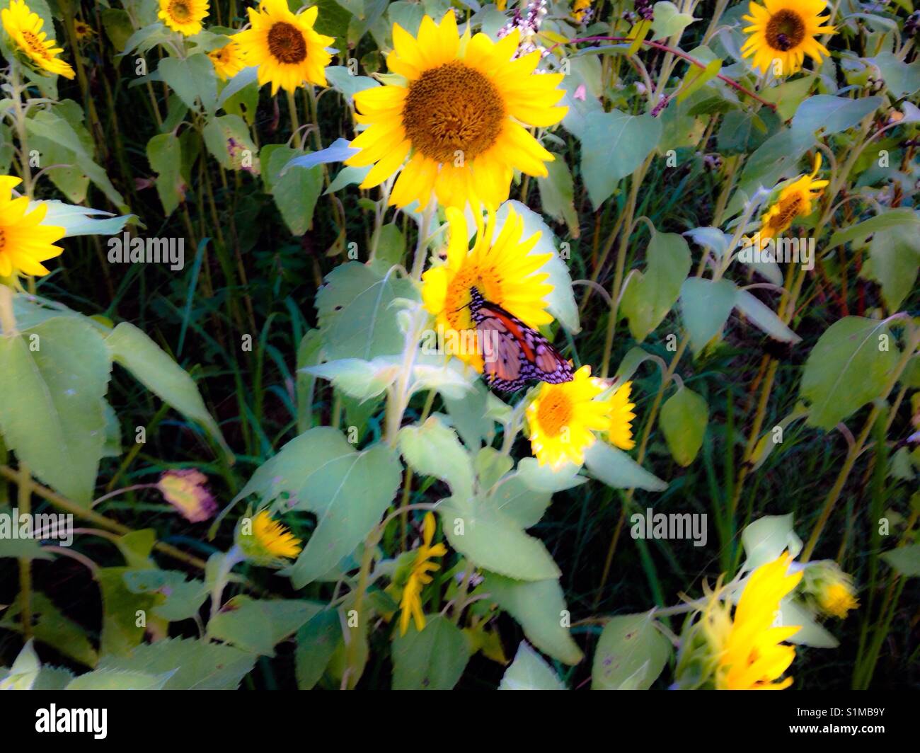 Monarch butterfly samples from sunflower in field of blossoms Stock ...
