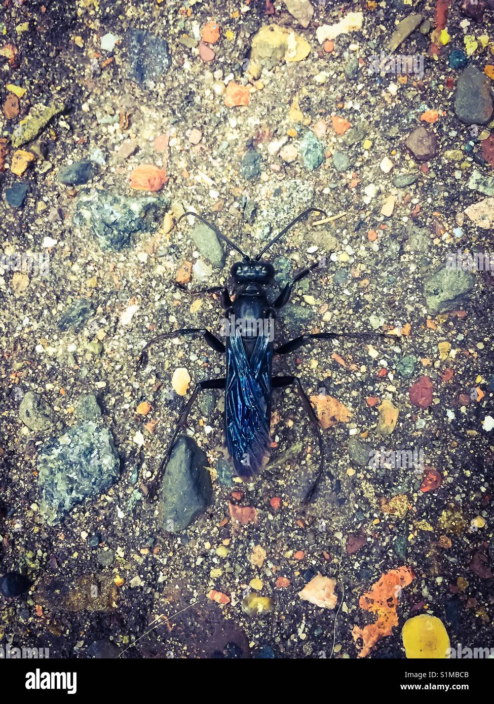 Great Black Wasp Nesting Habits