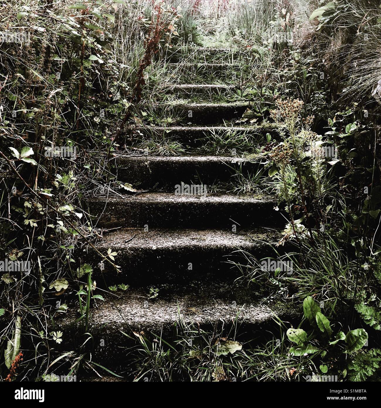 Overgrown steps hi-res stock photography and images - Alamy