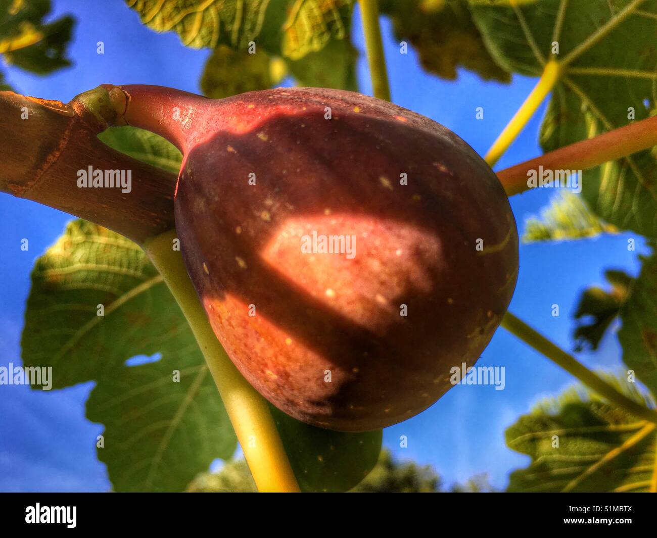 Fresh fig detail smartphone stock photos and images - Alamy