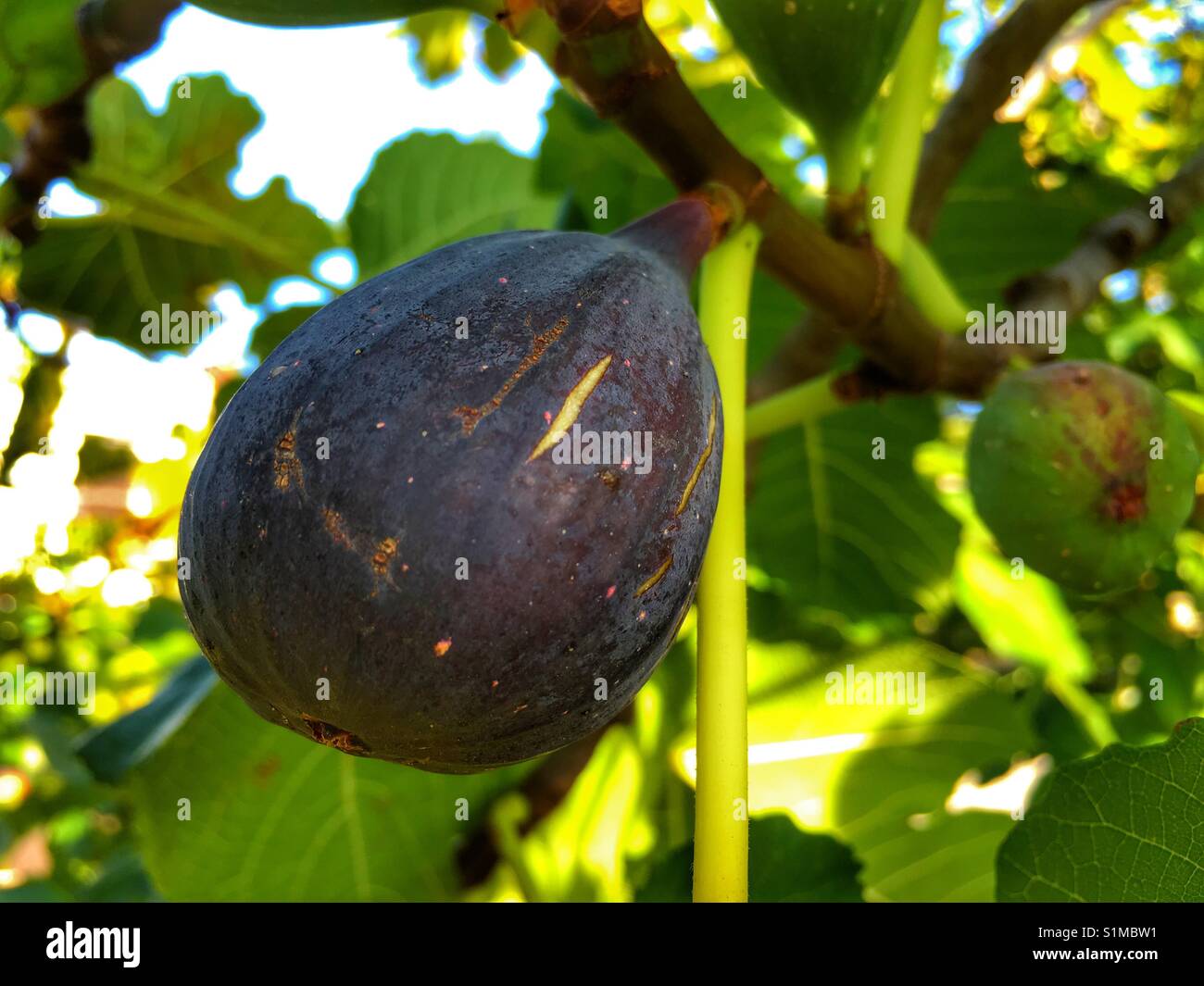 Figs ripening on tree hi-res stock photography and images - Alamy