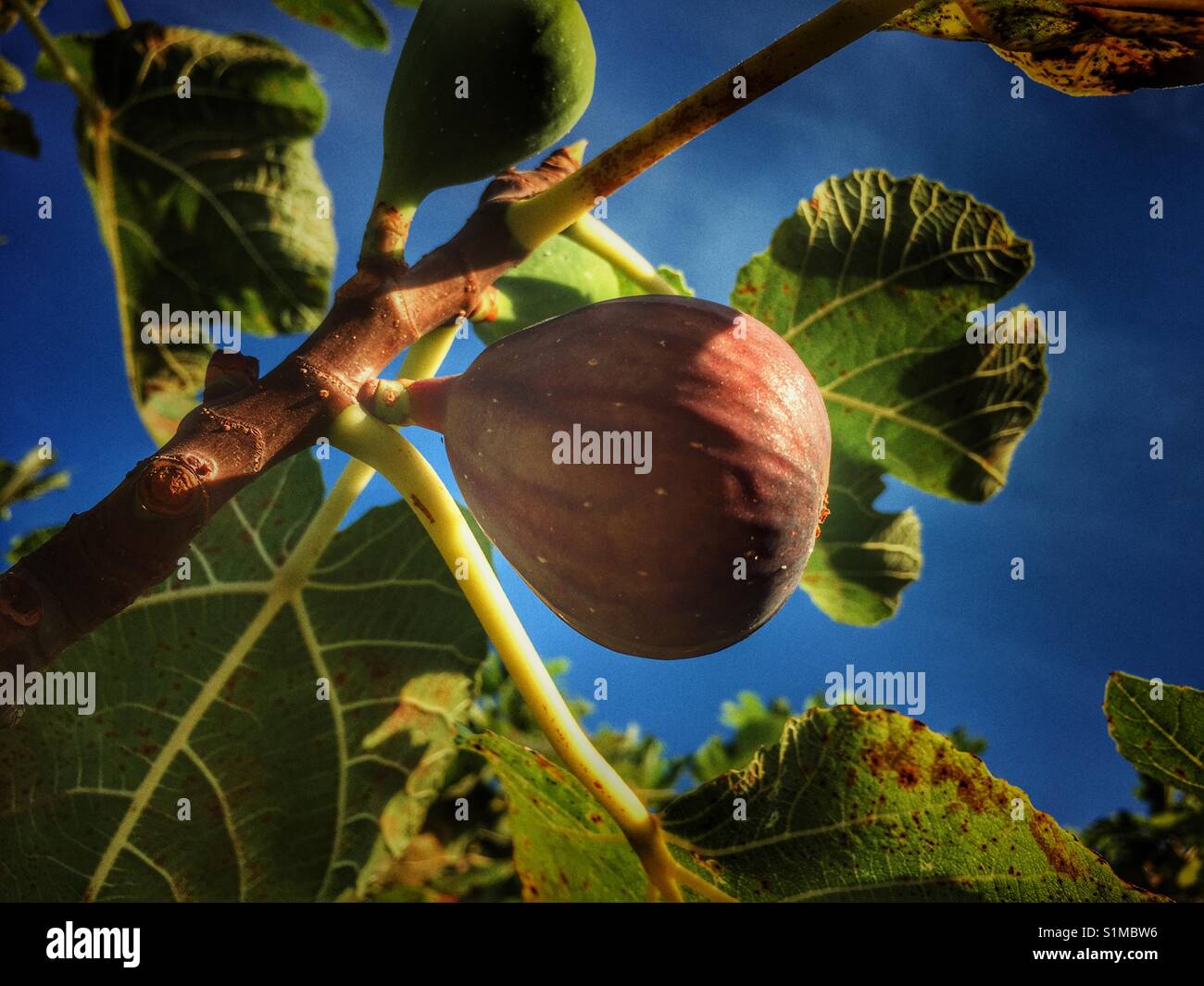 Figs tree hi-res stock photography and images - Alamy