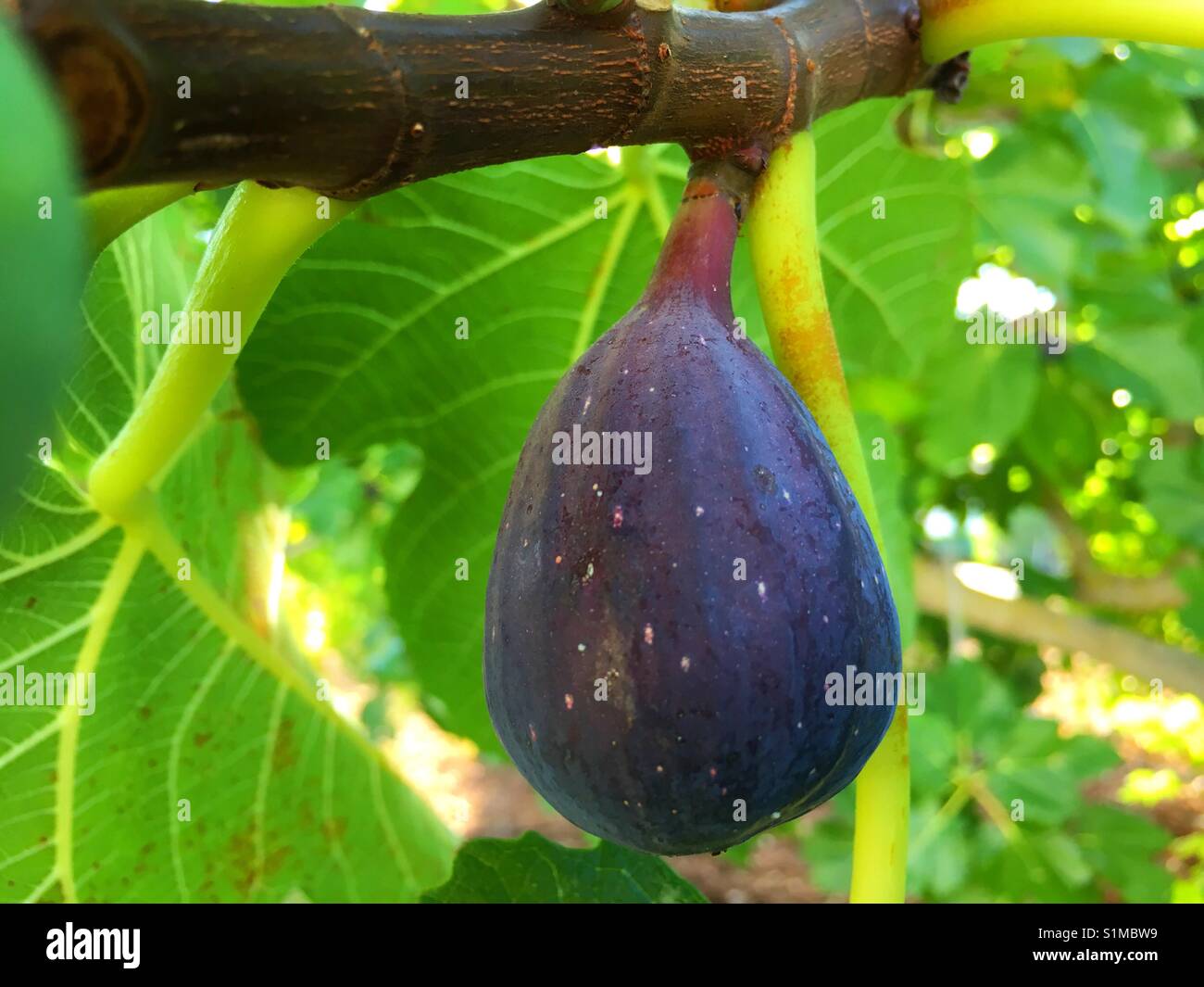 Ripe fig on tree, close up Stock Photo - Alamy