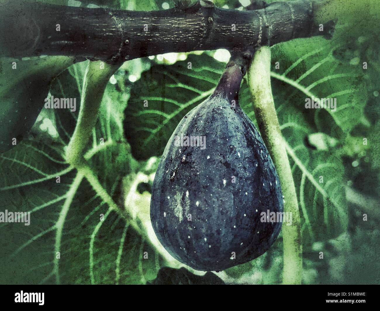 Ripe fig on tree, close up Stock Photo - Alamy
