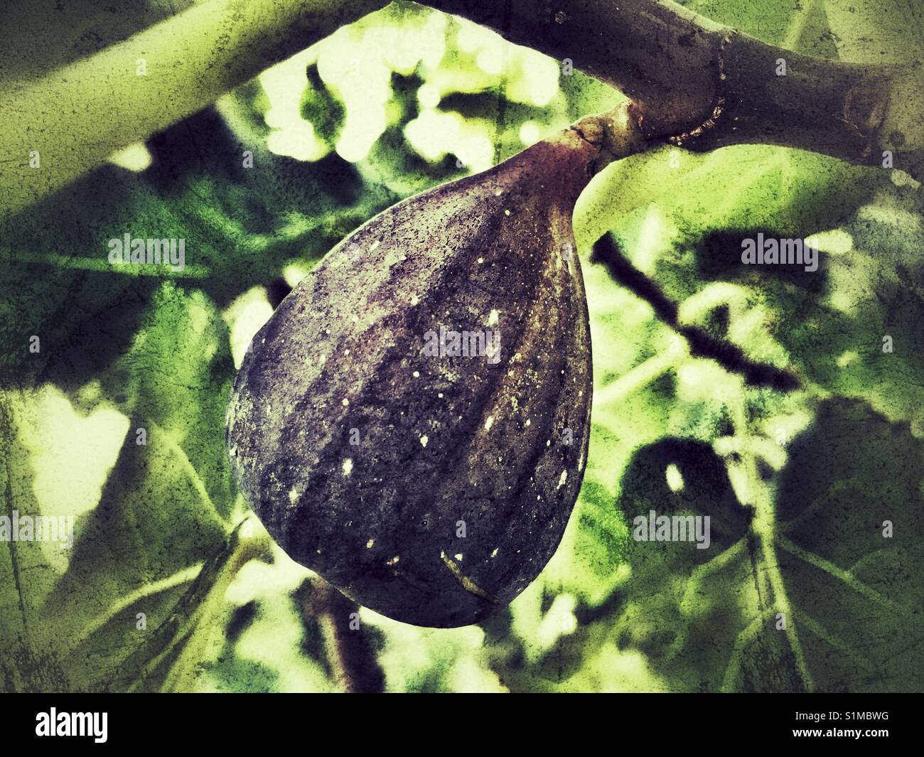 Real fig hi-res stock photography and images - Alamy