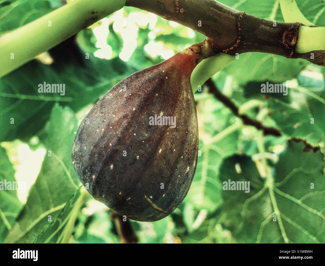 Ripe fig hi-res stock photography and images - Alamy
