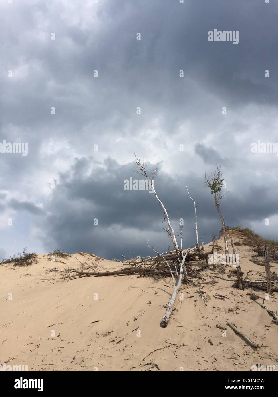 Ghost forest hi-res stock photography and images - Alamy