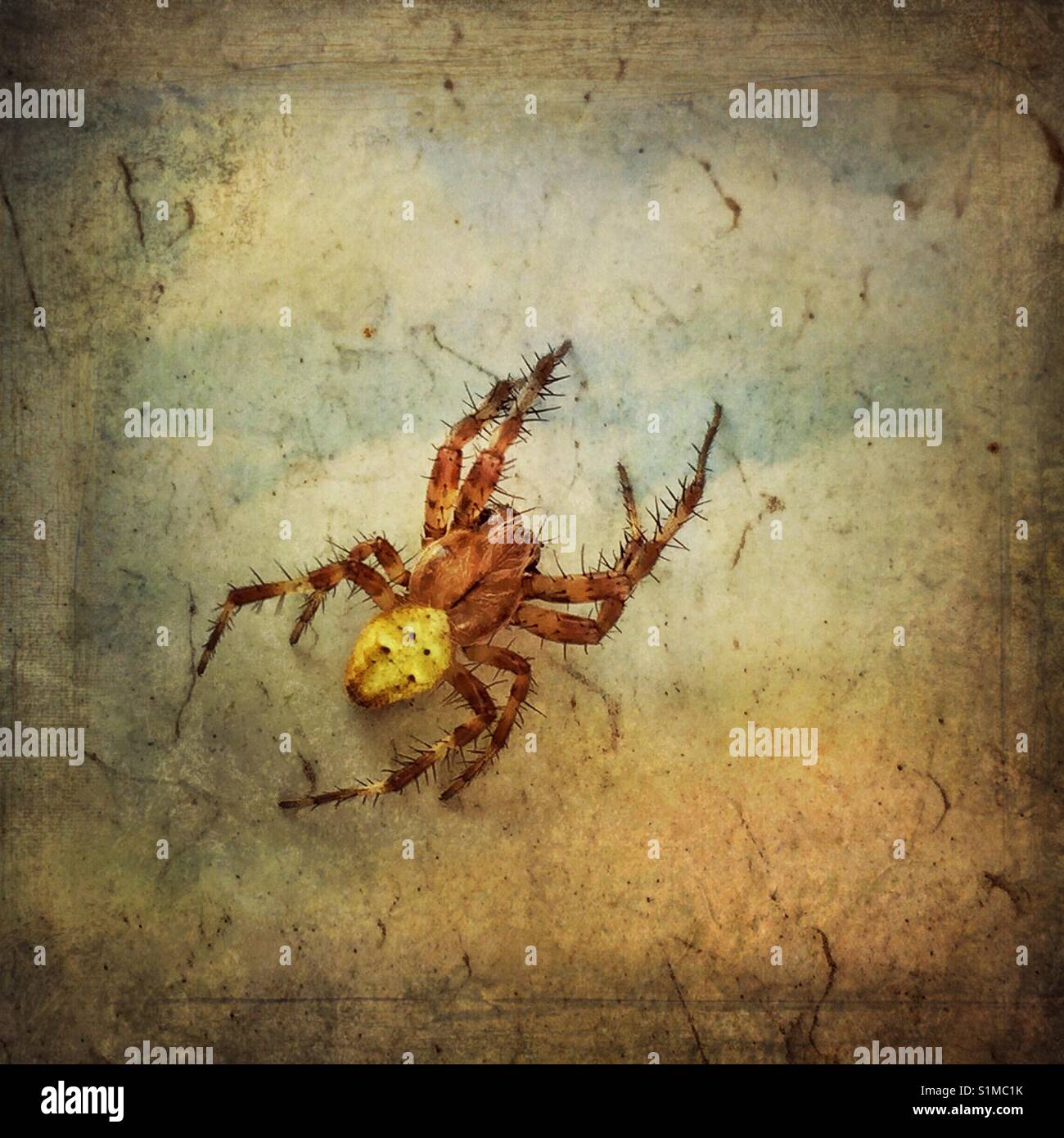 Spider on grunge background Stock Photo - Alamy