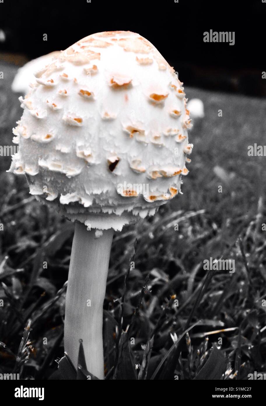 Round mushroom after a rain Stock Photo - Alamy