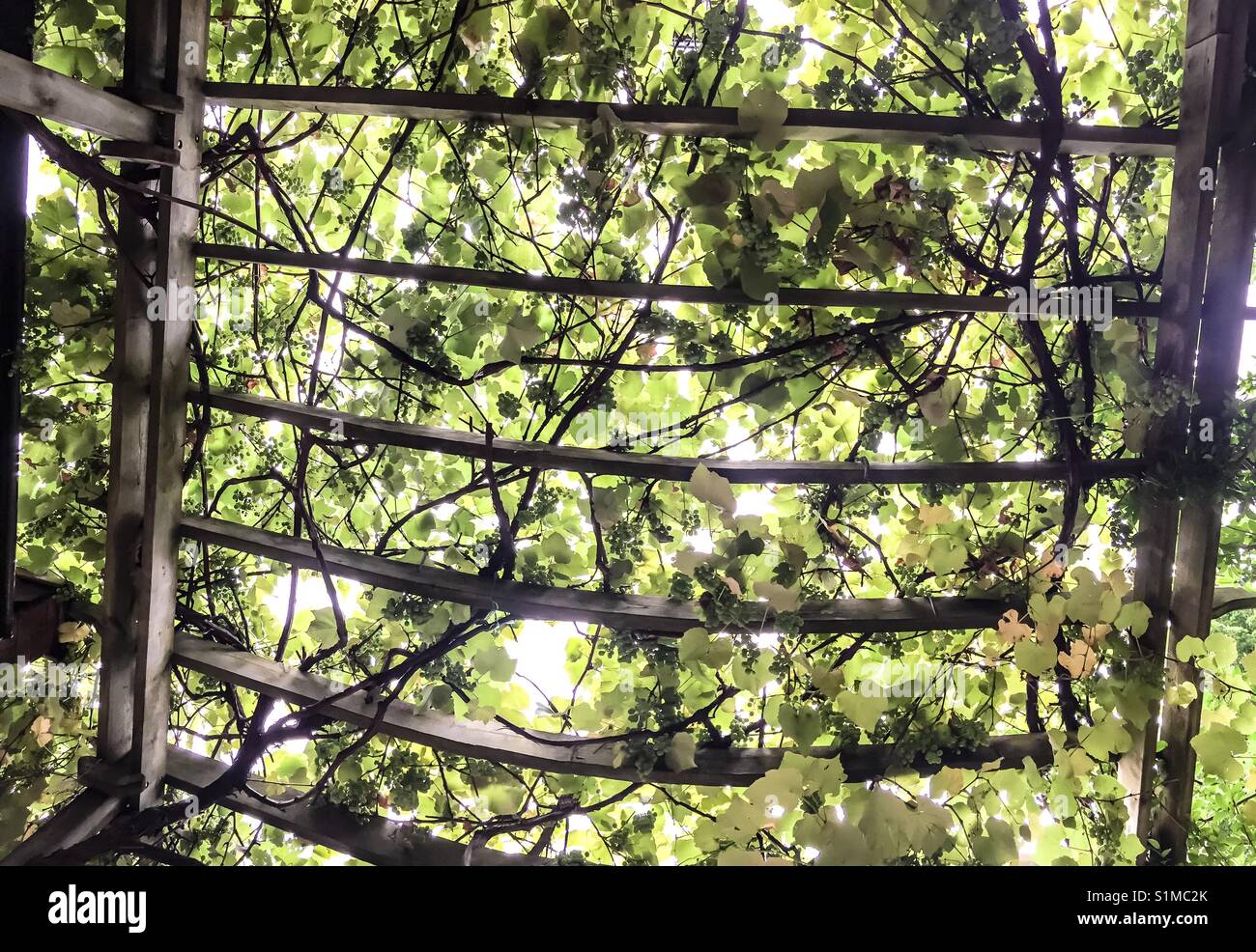 Looking up at vines and grapes Stock Photo - Alamy