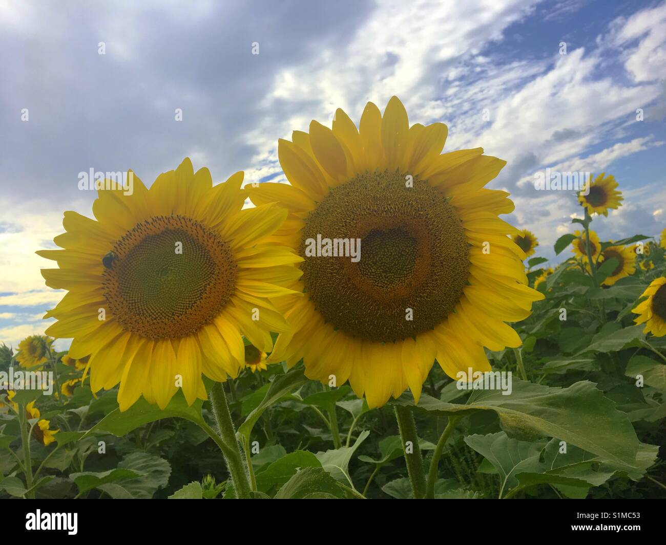 Beautiful_flowers hi-res stock photography and images - Alamy