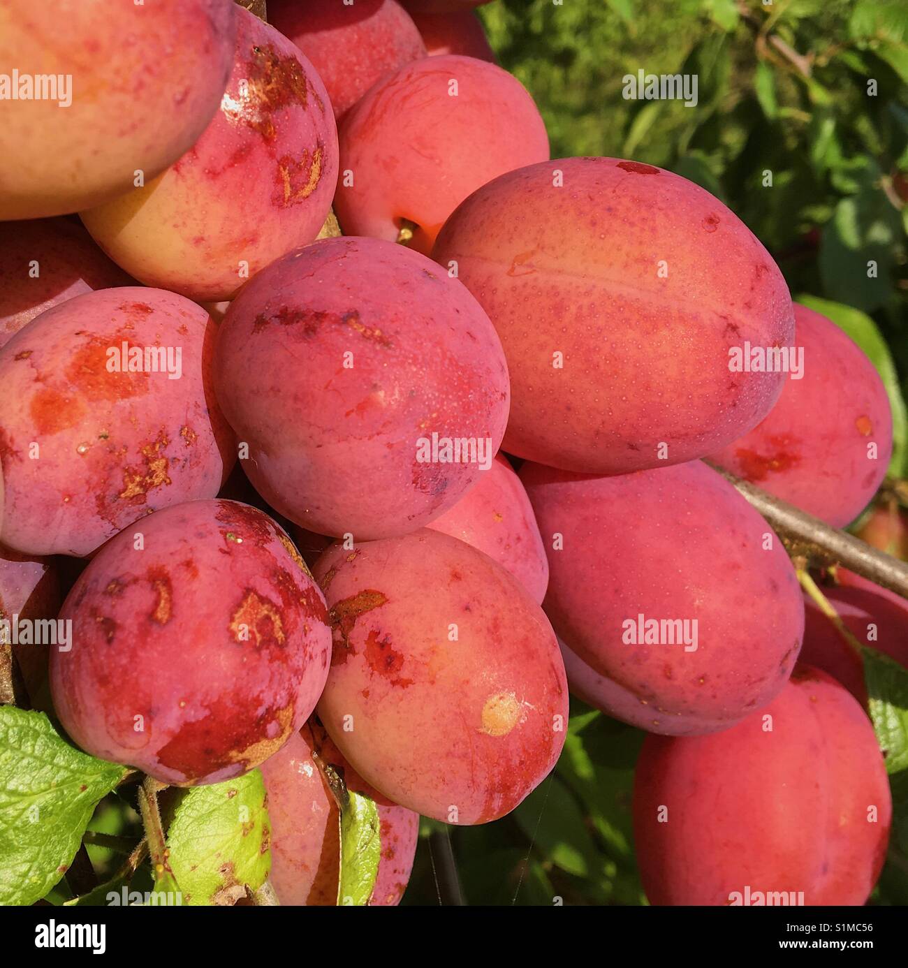 Plums ready to pick Stock Photo - Alamy