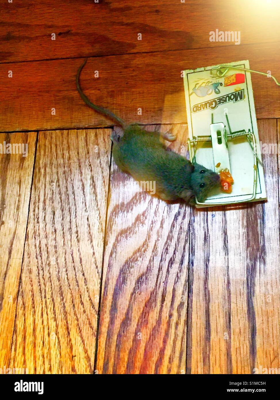 Dead mouse on the floor hi-res stock photography and images - Alamy