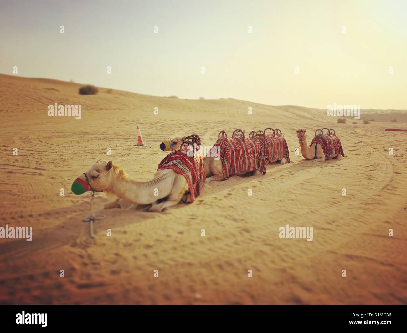 Sawari hi-res stock photography and images - Alamy
