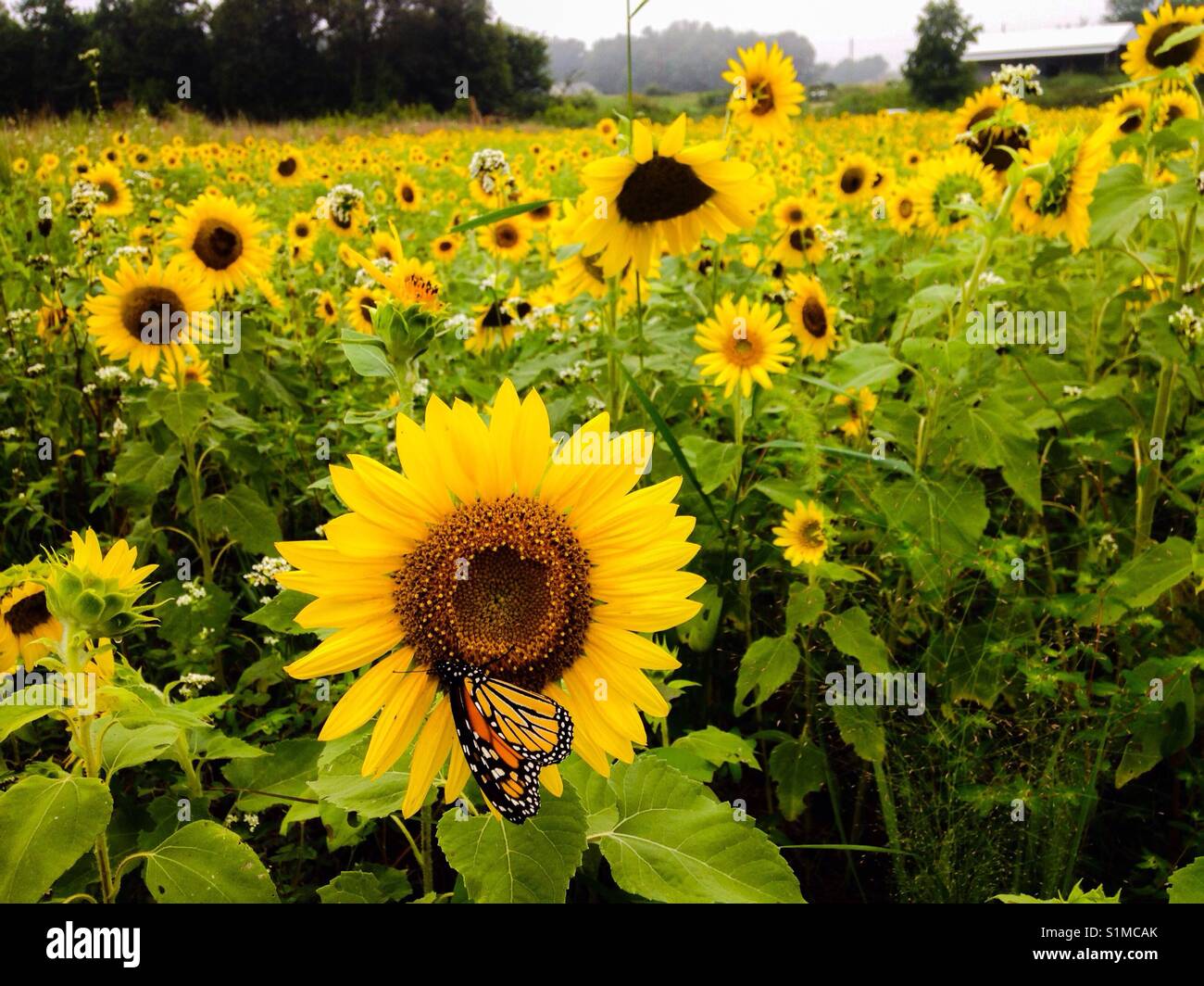 Monarch in sunflower field Stock Photo - Alamy