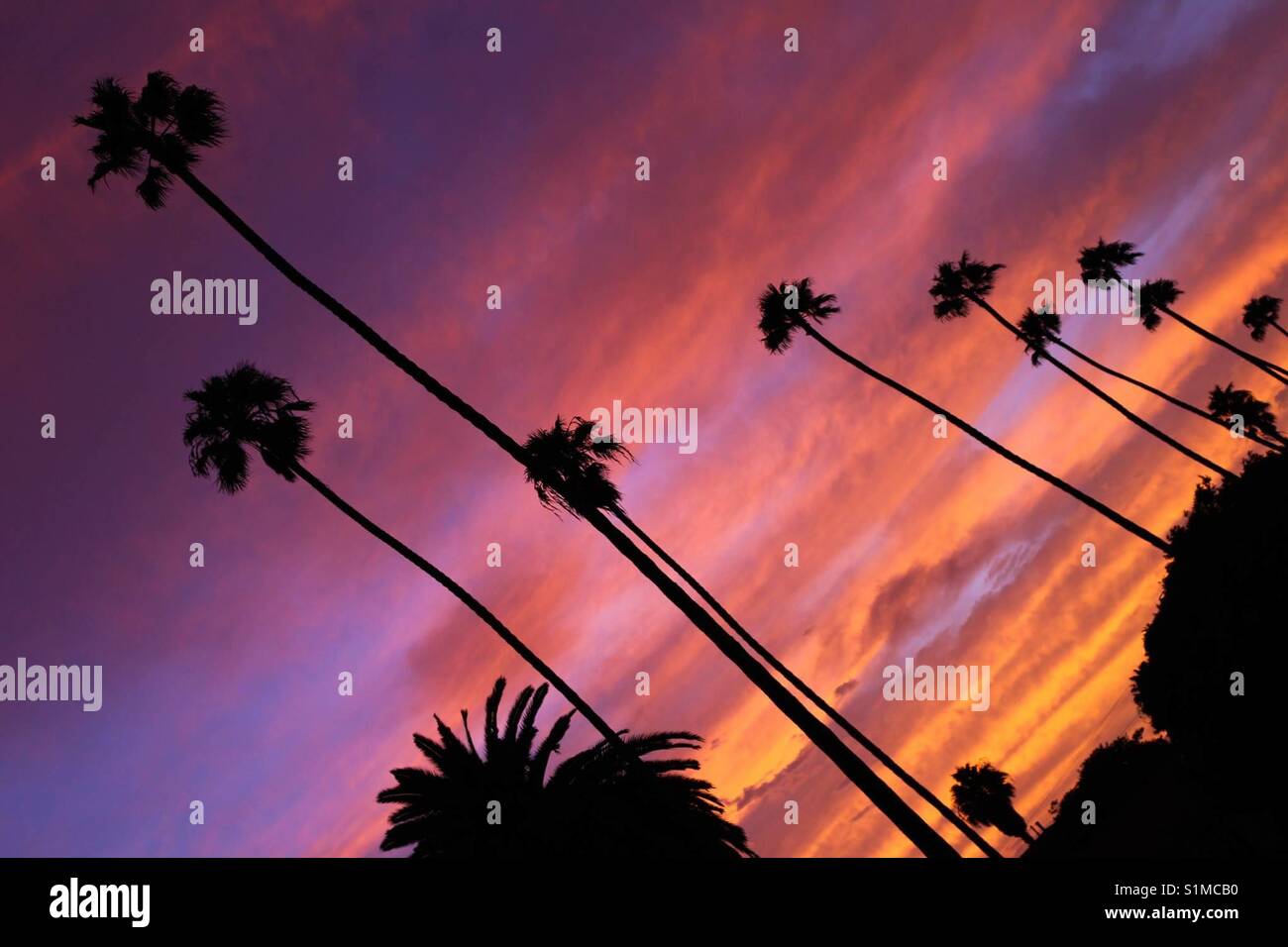 Palm trees during sunset Stock Photo - Alamy
